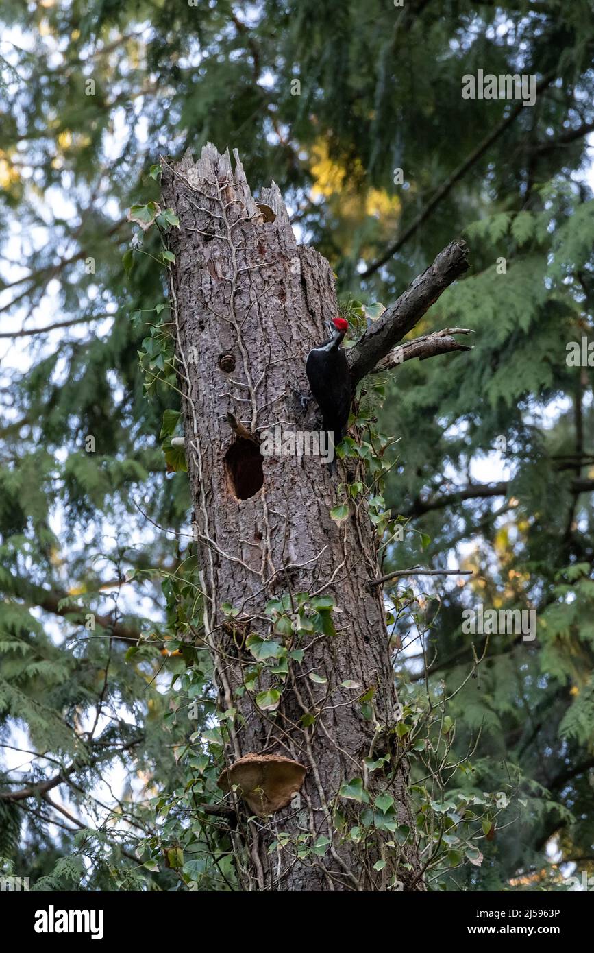 pileated woodpecker nest at Vancouver BC Canada Stock Photo - Alamy