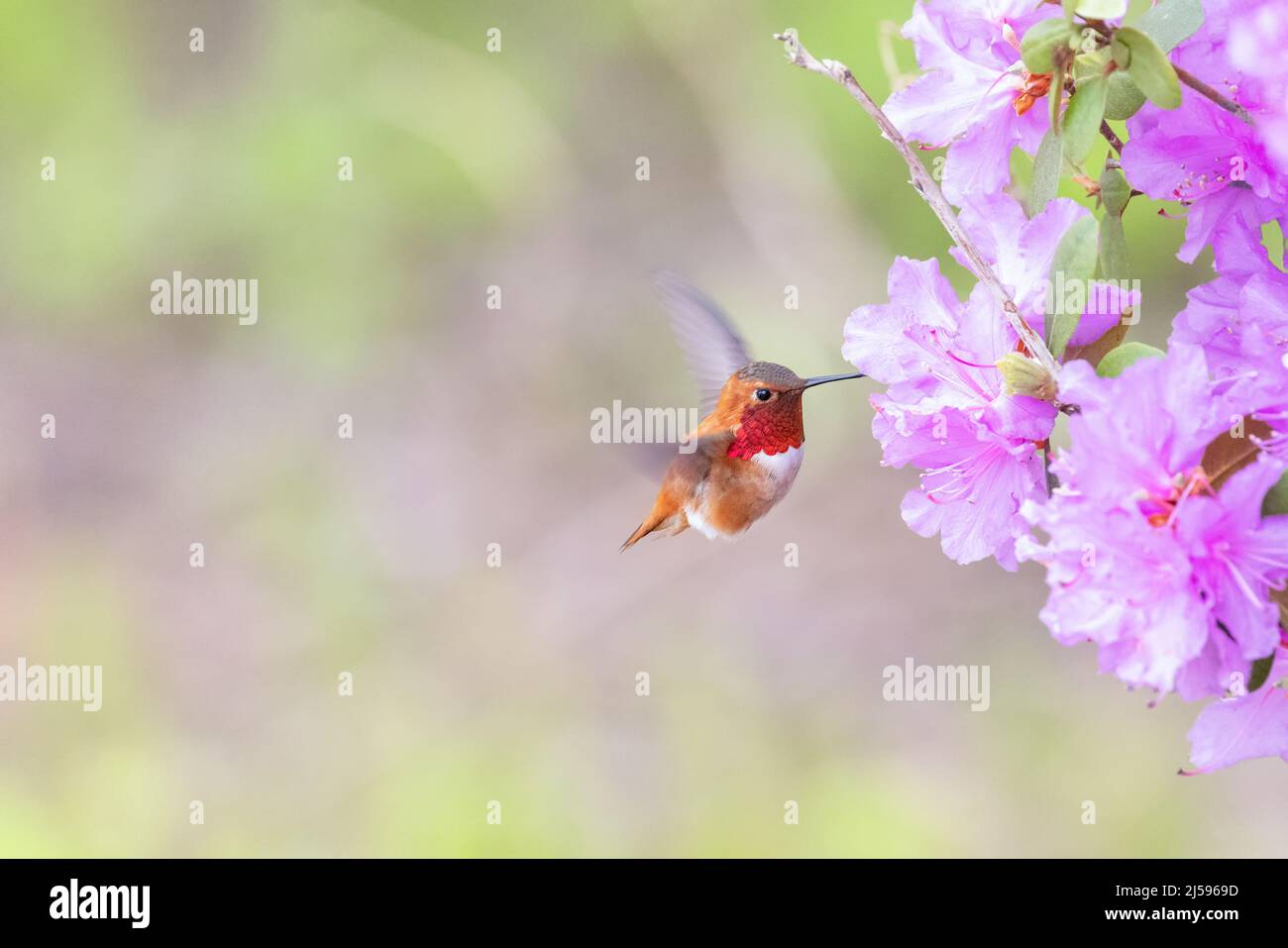 Rufous Hummingbird and flower at Vancouver BC Canada Stock Photo - Alamy