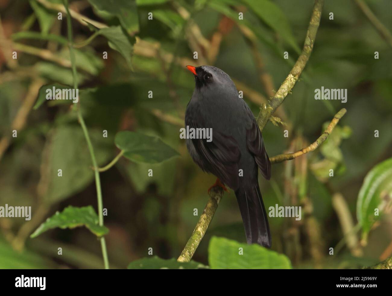 Black faced solitaire costa rica hi-res stock photography and images ...