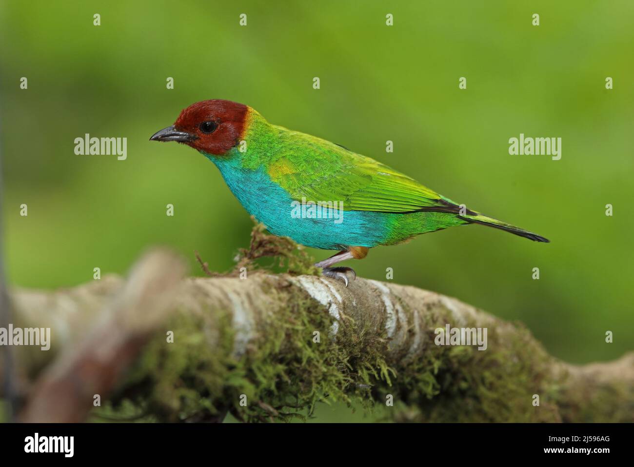 Bay headed tanager hi-res stock photography and images - Alamy