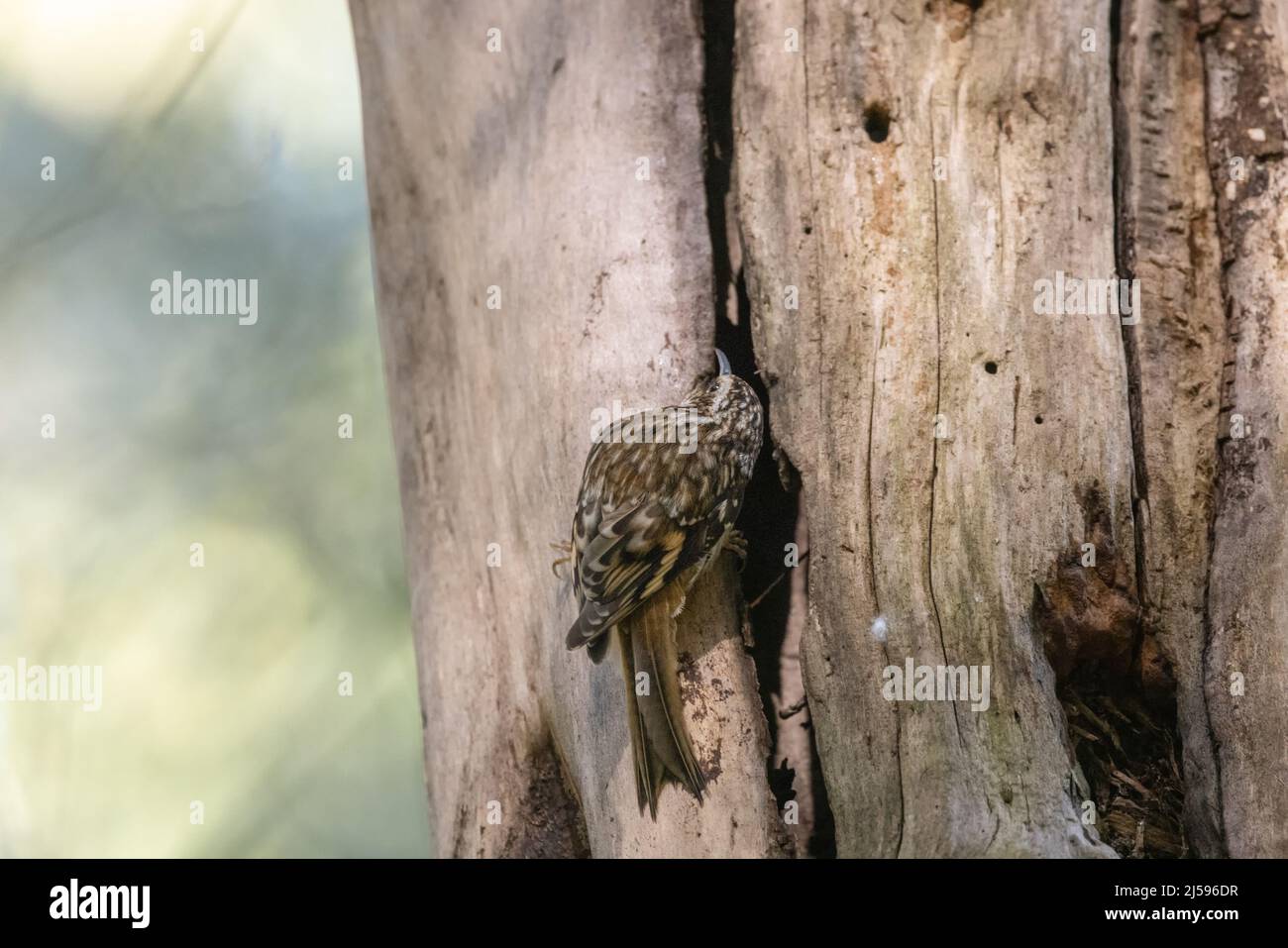 Brown creeper and nest hi-res stock photography and images - Alamy