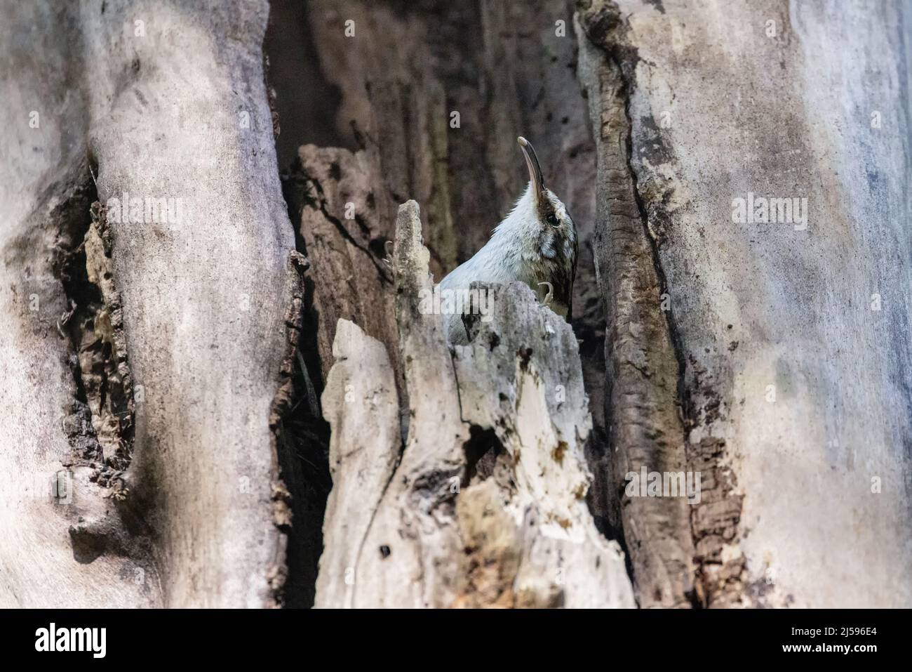 Brown creeper and nest hi-res stock photography and images - Alamy