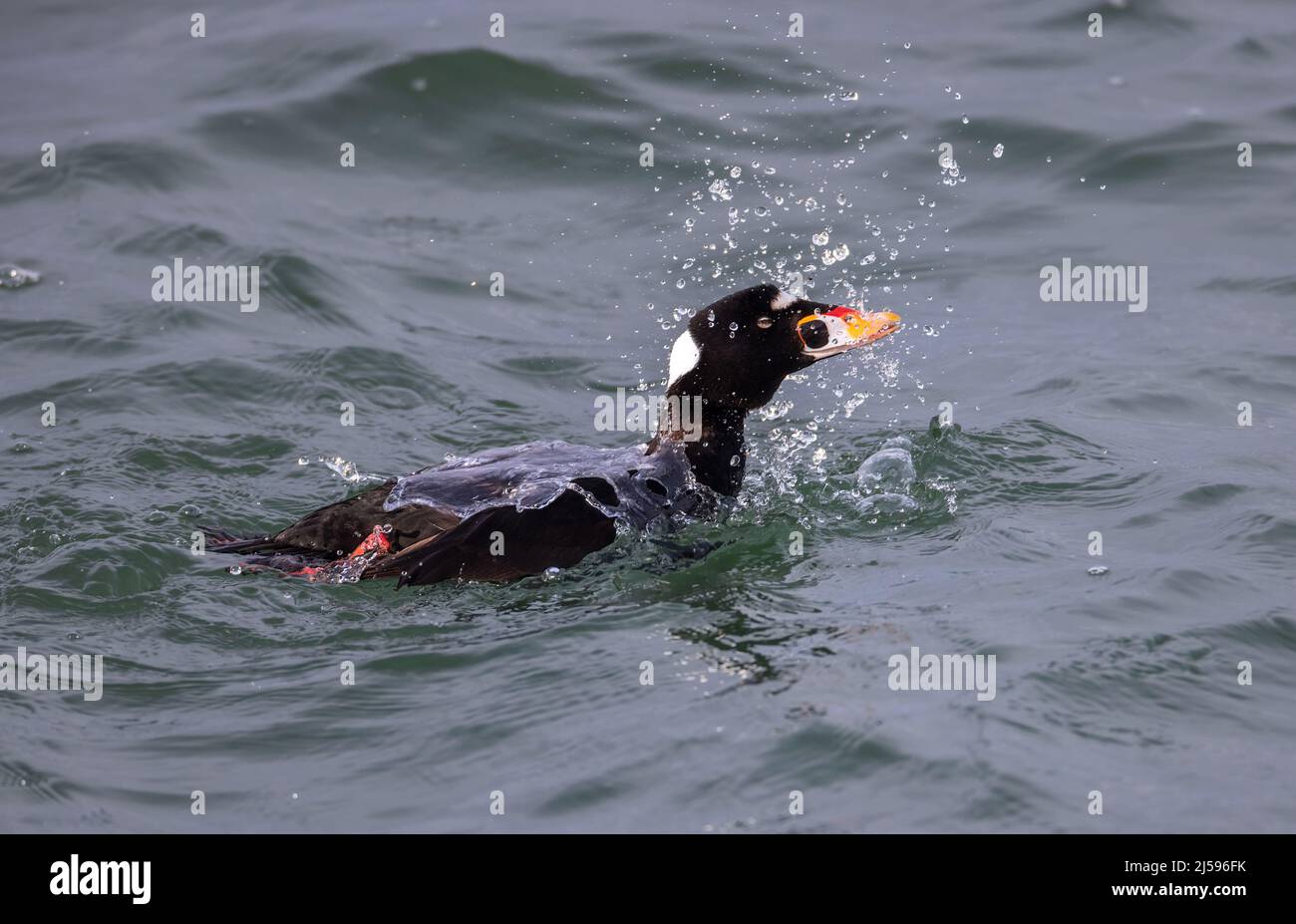 Surf Scoter bird at Vancouver BC Canada Stock Photo - Alamy