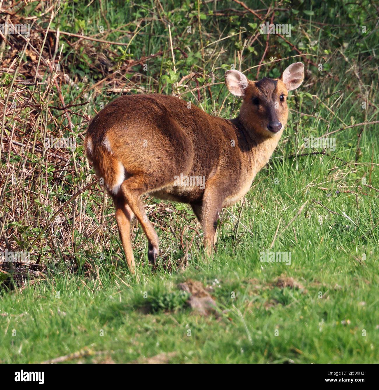 Female Muntjac in the Cotswold Hills Gloucestershire UK Stock Photo - Alamy