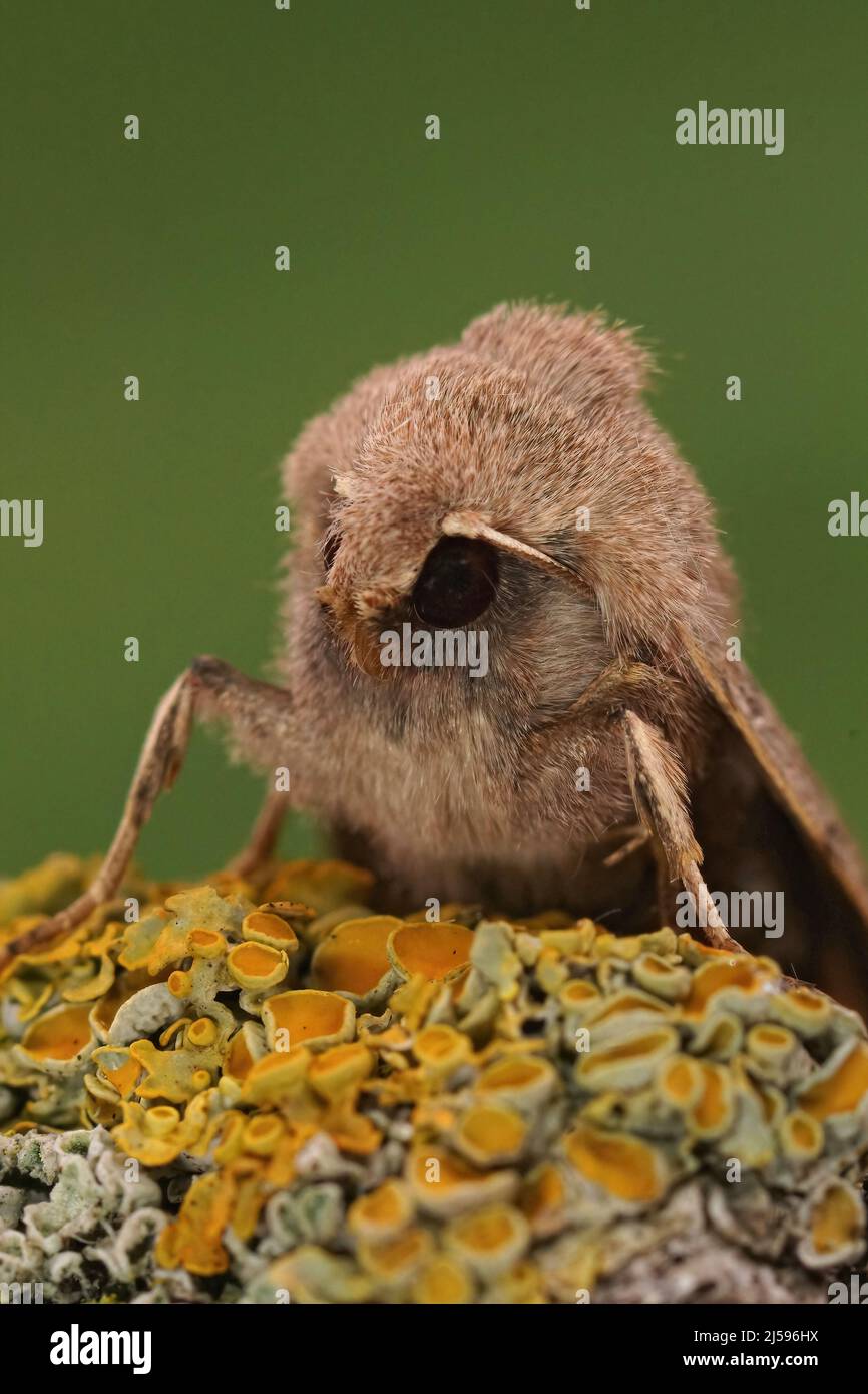 Detailed vertical facial closeup on the Common Quaker moth, Orthosia ...