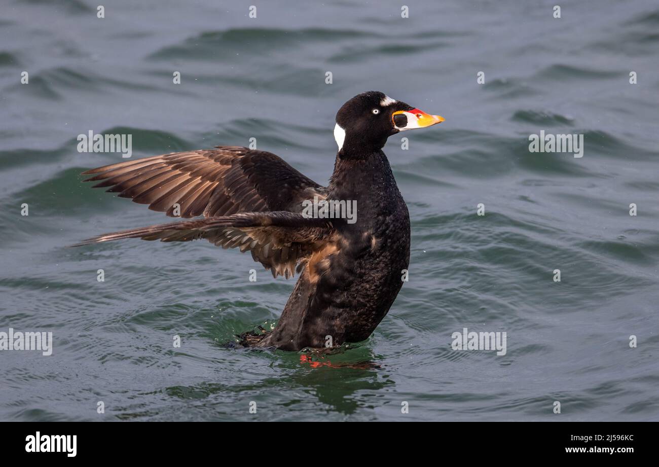 Surf Scoter bird at Vancouver BC Canada Stock Photo - Alamy
