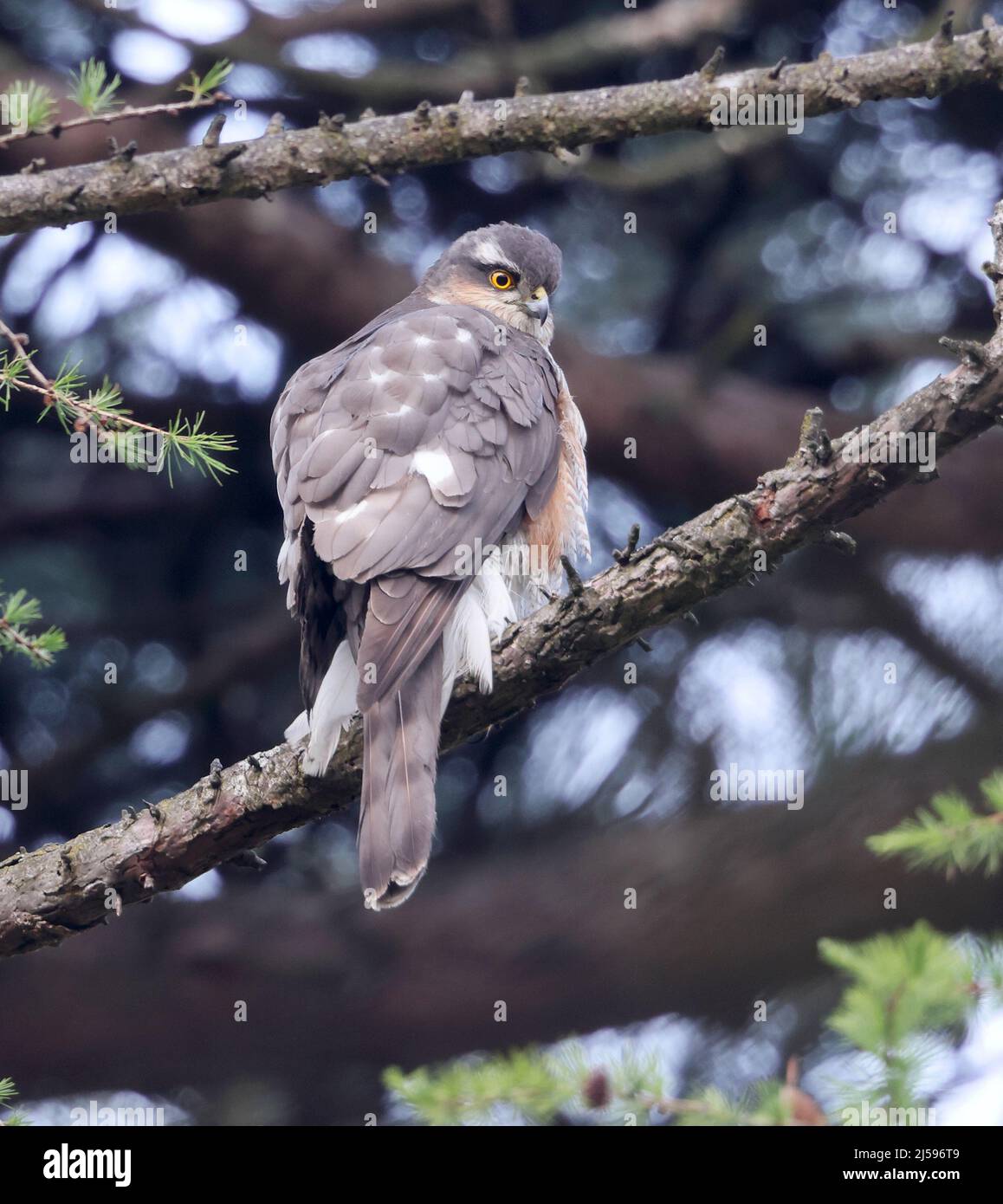 Sparrowhawk in Pittville park Cheltenham Gloucestershire uk Stock Photo ...