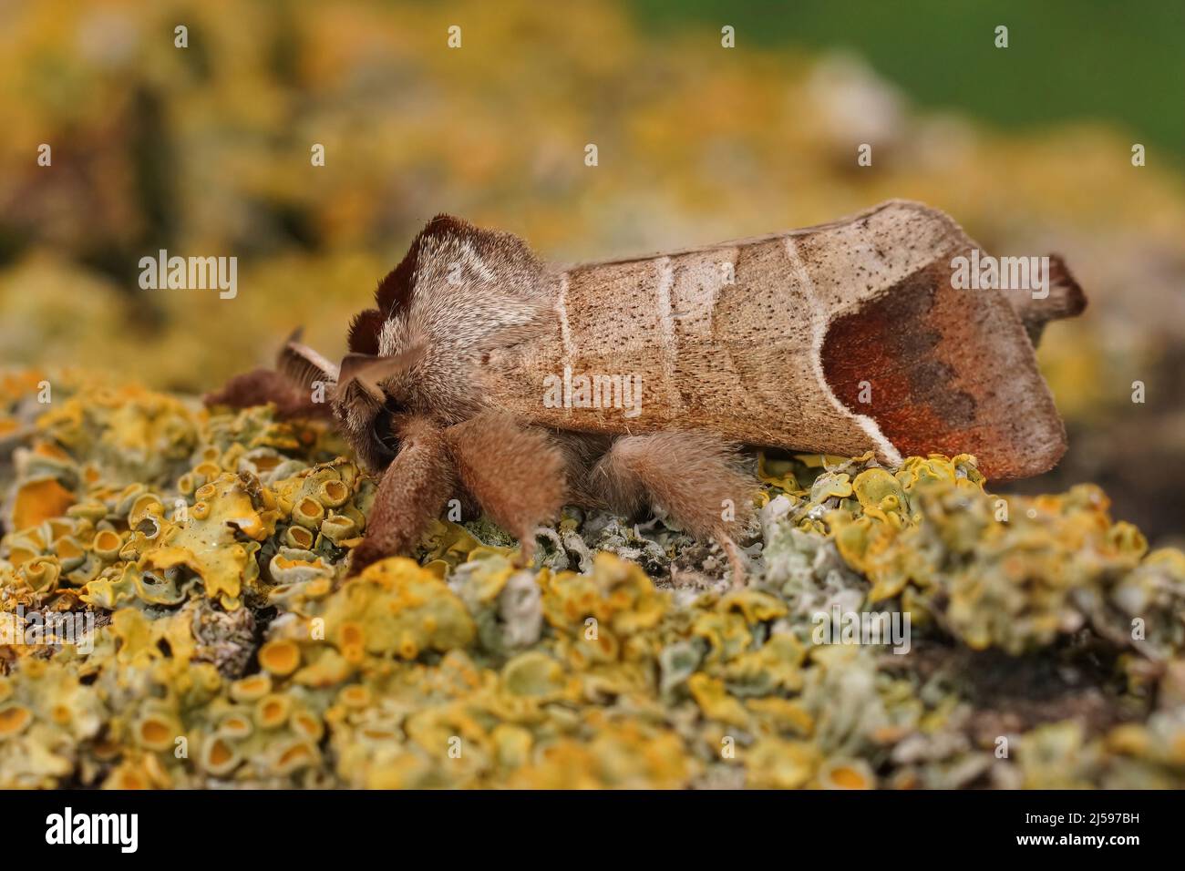 Chocolate Covered Moths Chocolate Tip | Butterfly Conservation
