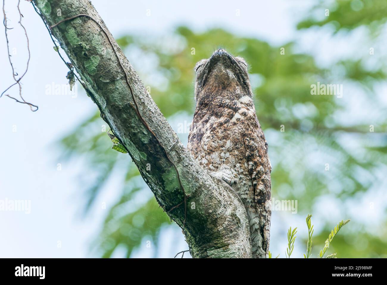 great potoo, Nyctibius grandis, single adult perched at roost site on ...