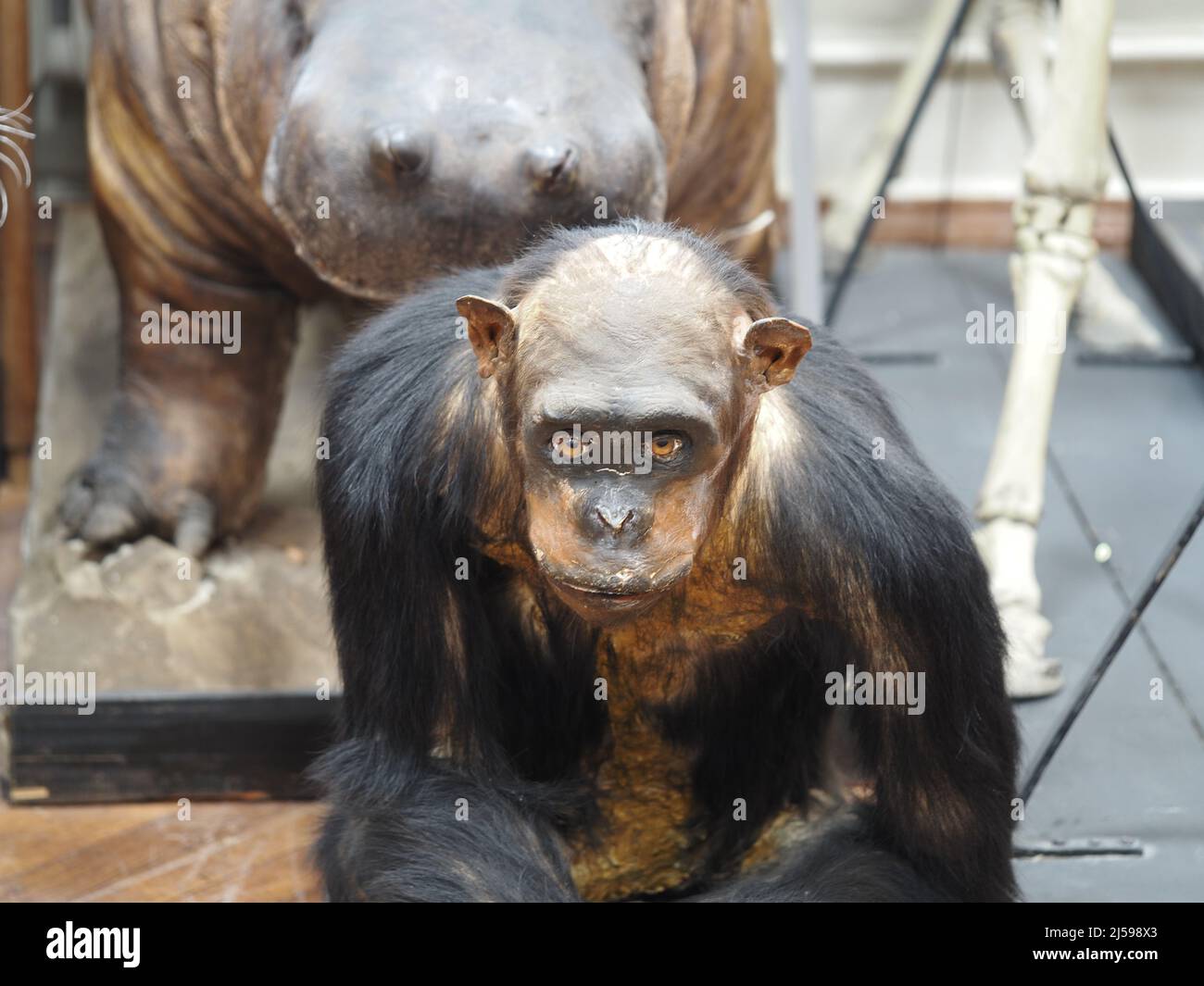 The chimpanzee is ordinary. Primates squad. The exposition of the ...