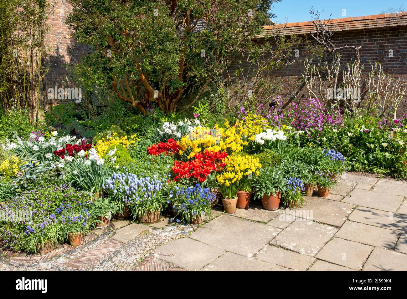 Spring flowers in patio pots, Great Dixter, East Sussex, UK Stock Photo ...