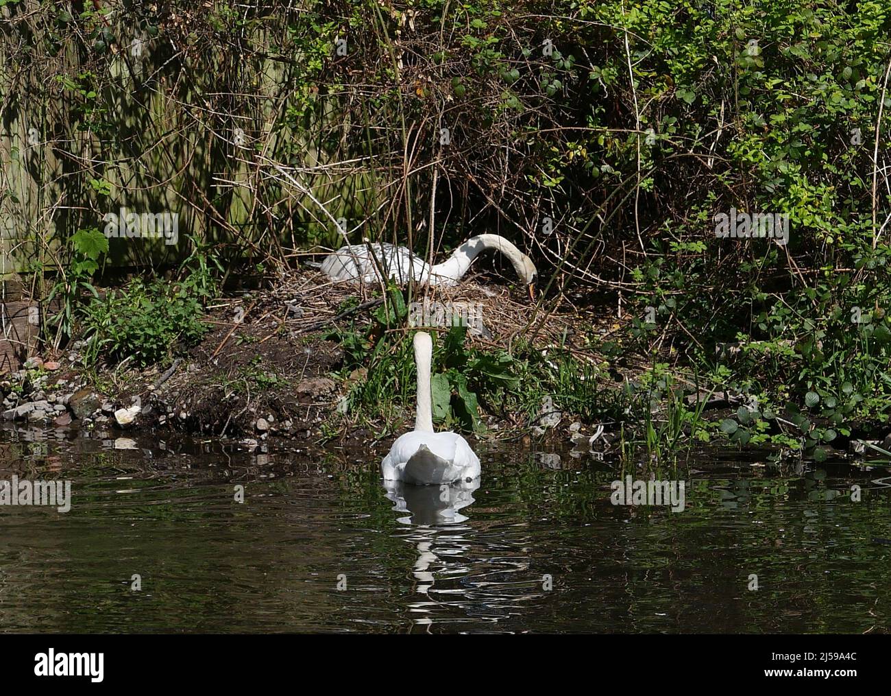 Female chooses nesting area hi-res stock photography and images - Alamy