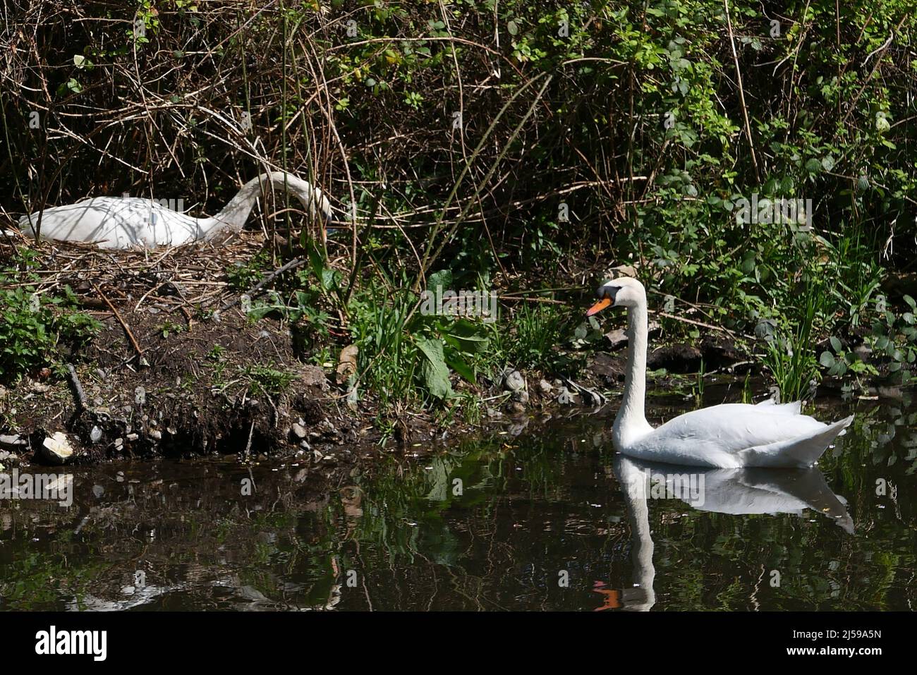 Female chooses nesting area hi-res stock photography and images - Alamy