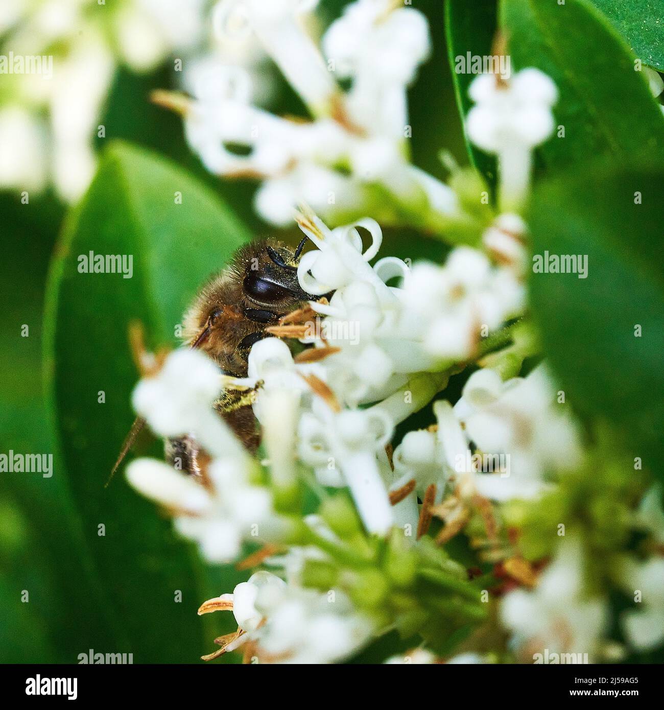 Bees collect pollen from white hi-res stock photography and images - Alamy