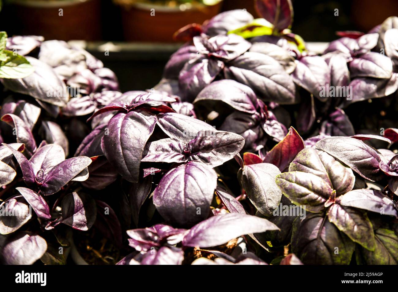 Beautiful Ocimum Basilicum plant in the garden Stock Photo - Alamy