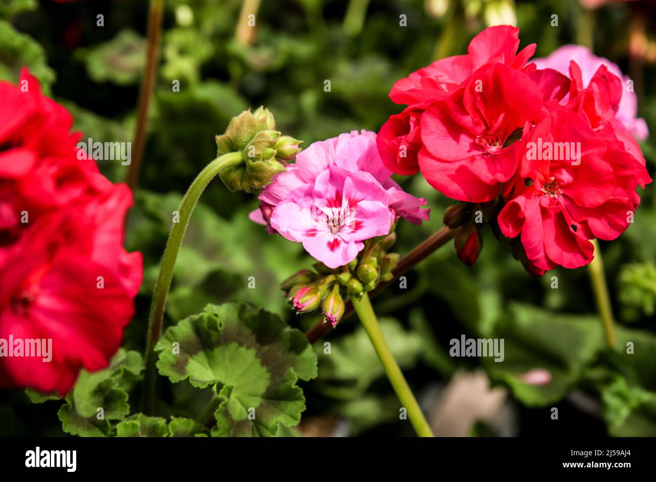 Geranium pelargonium pelargonium zonale hybrid hi-res stock photography ...