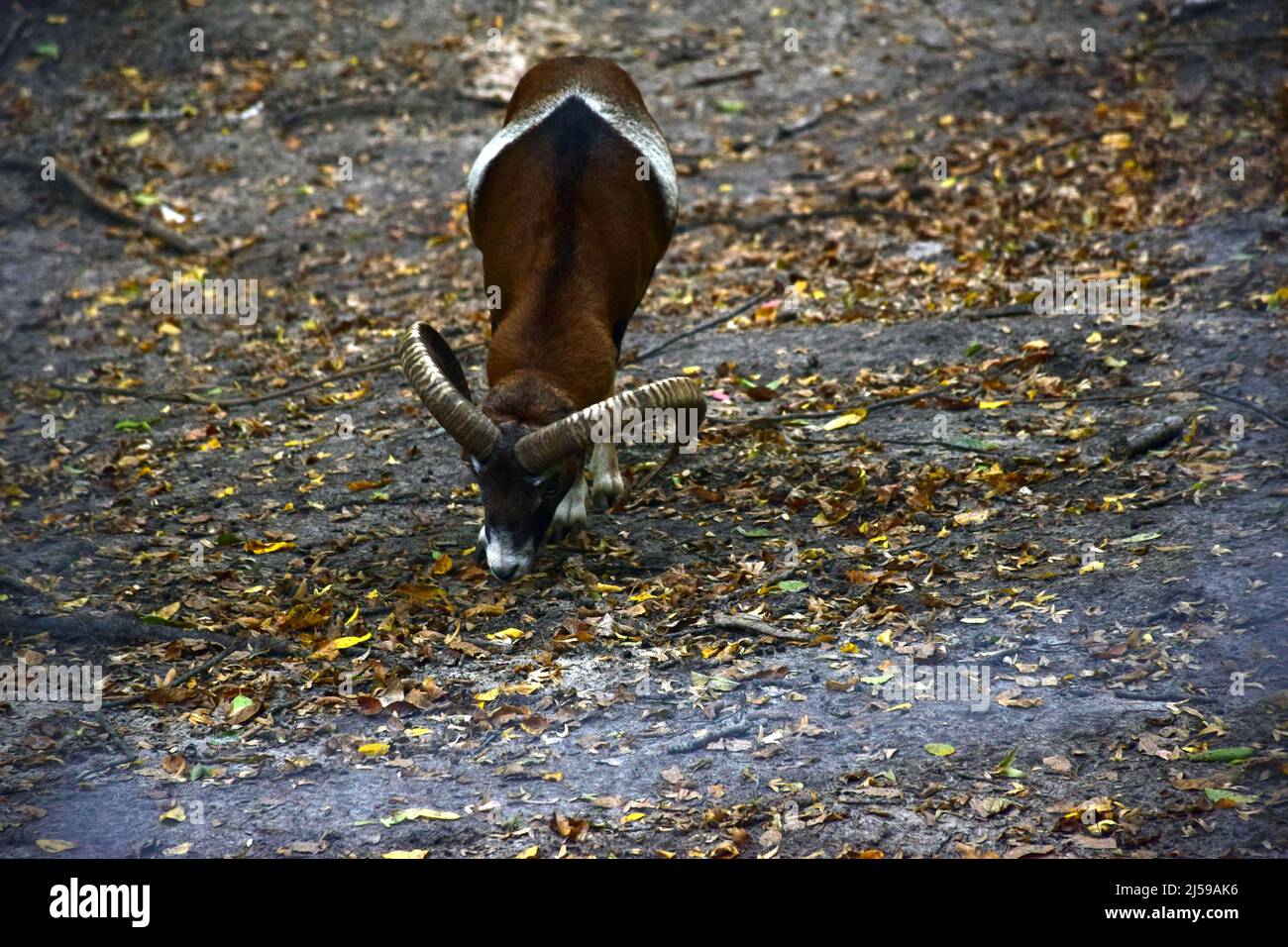 A ram with long horns is looking for food in the leaves on the ground ...