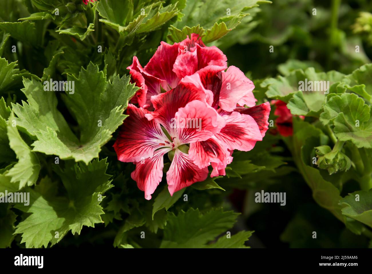Colorful Pelargonium Hybridum flowers in the garden Stock Photo - Alamy