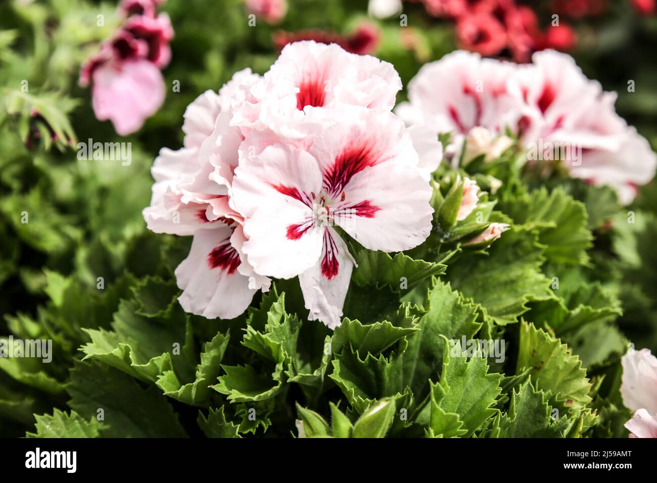 Colorful Pelargonium Hybridum flowers in the garden Stock Photo - Alamy