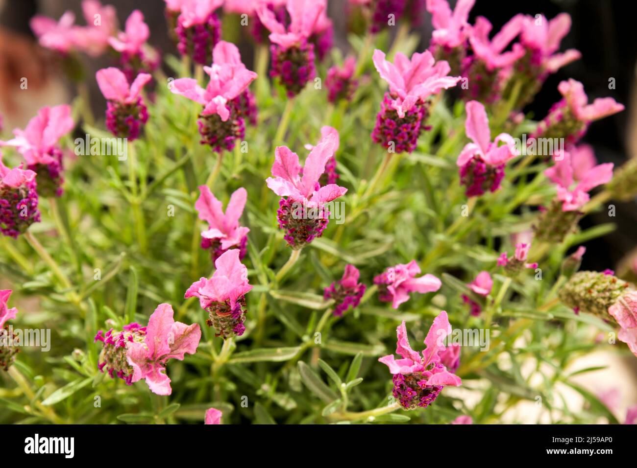 Colorful Lavandula Stoechas plant in the garden under the sun Stock ...