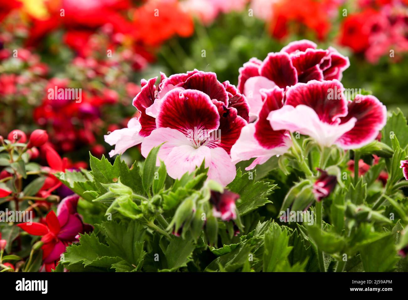 Colorful Pelargonium Hybridum flowers in the garden Stock Photo - Alamy