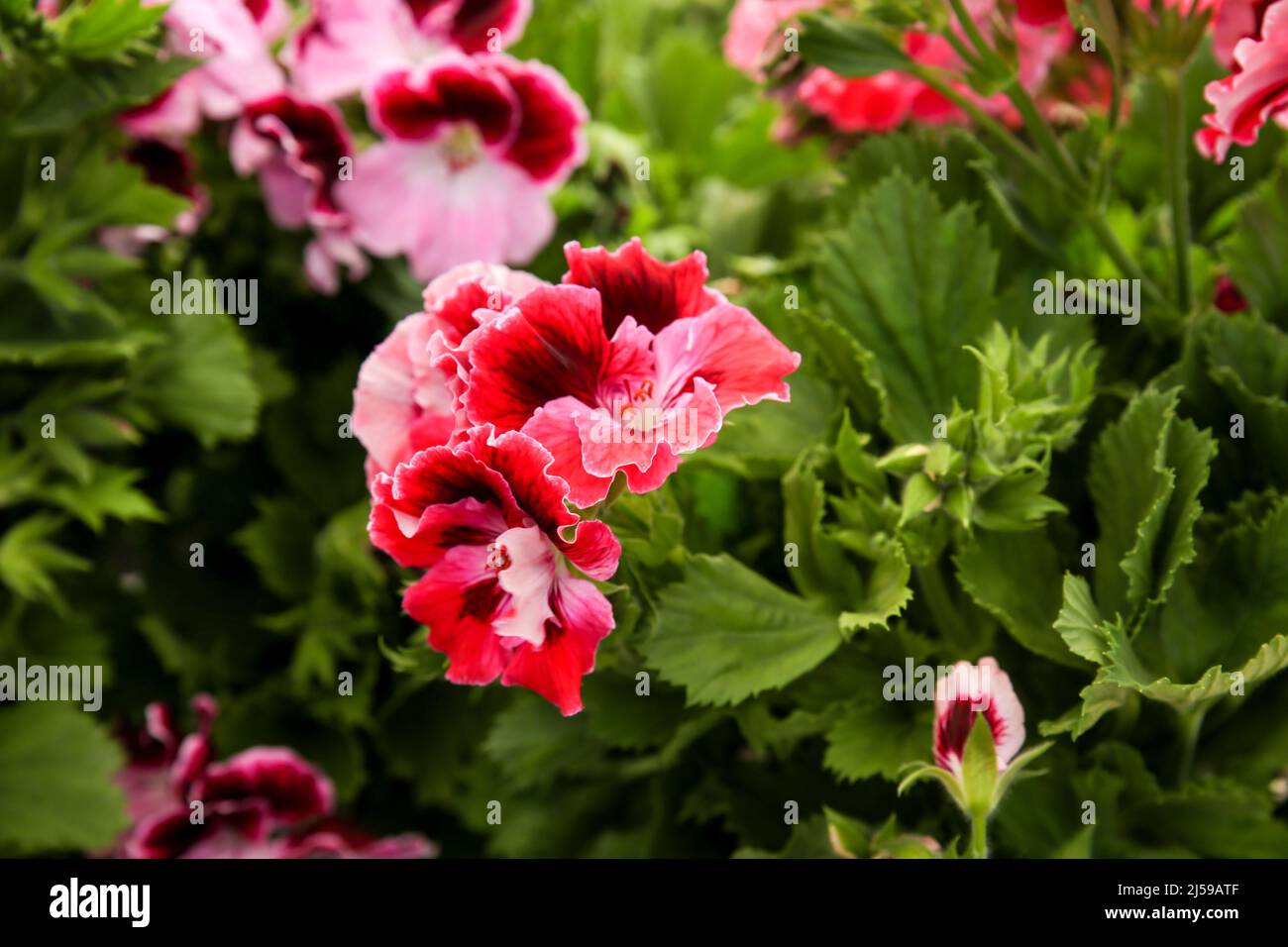 Colorful Pelargonium Hybridum flowers in the garden Stock Photo - Alamy