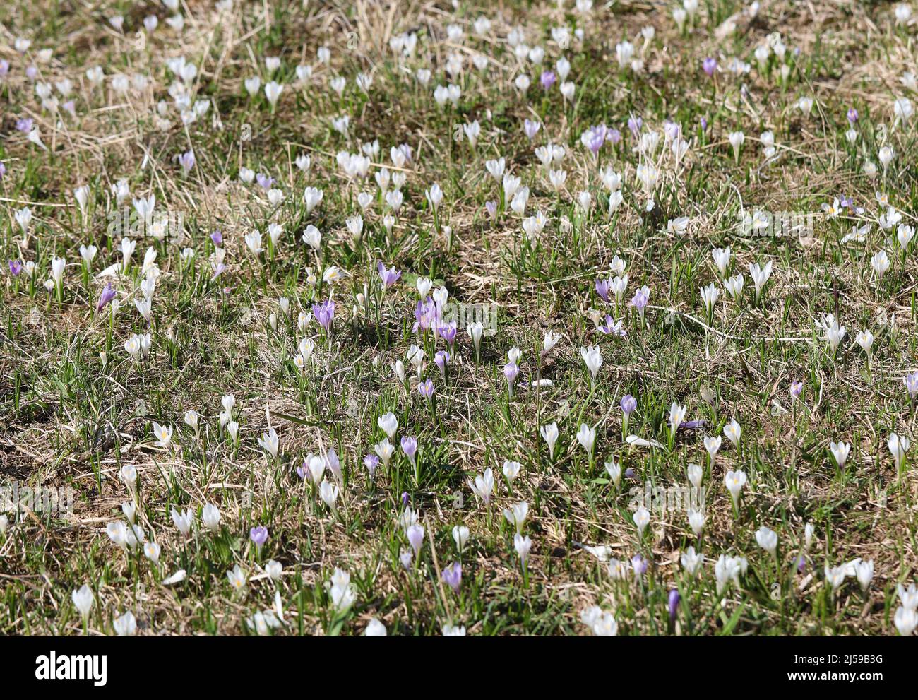 background of snowdrop flowers of white and lilac color on the dry ...