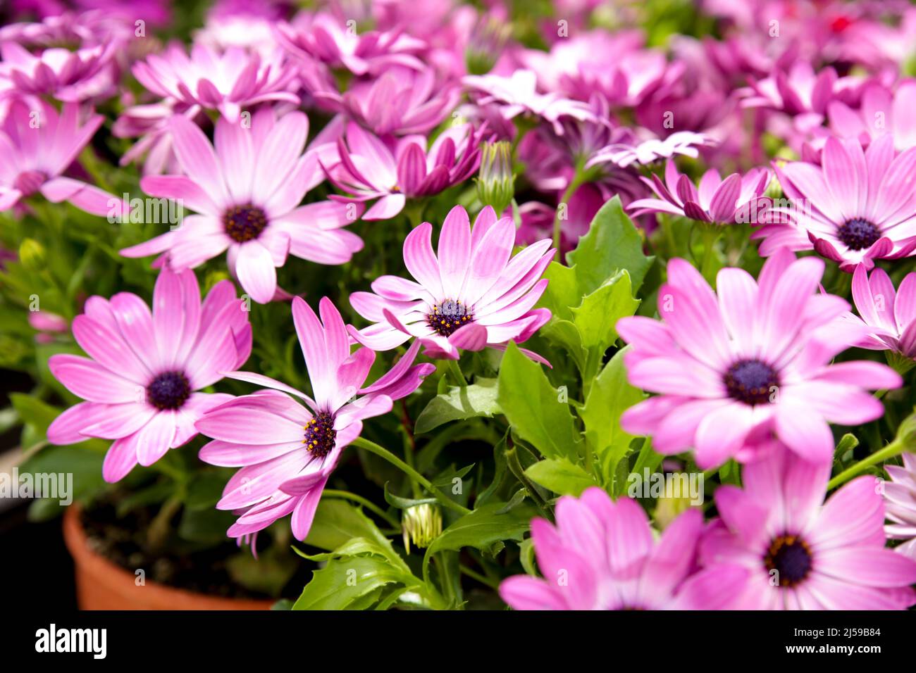Colorful Osteospermum Ecklonis flowers in the garden Stock Photo - Alamy