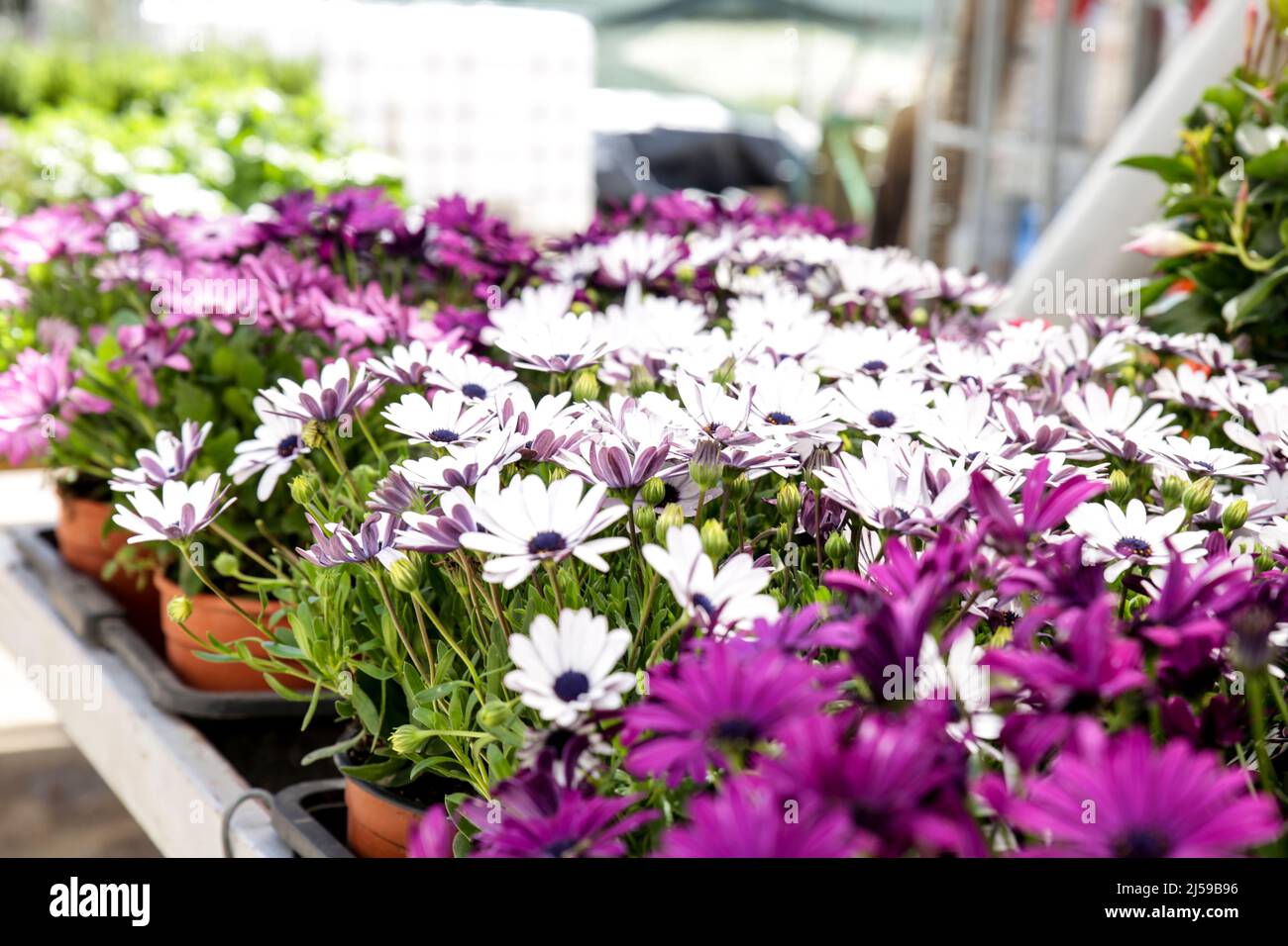 Colorful Osteospermum Ecklonis flowers in the garden Stock Photo - Alamy