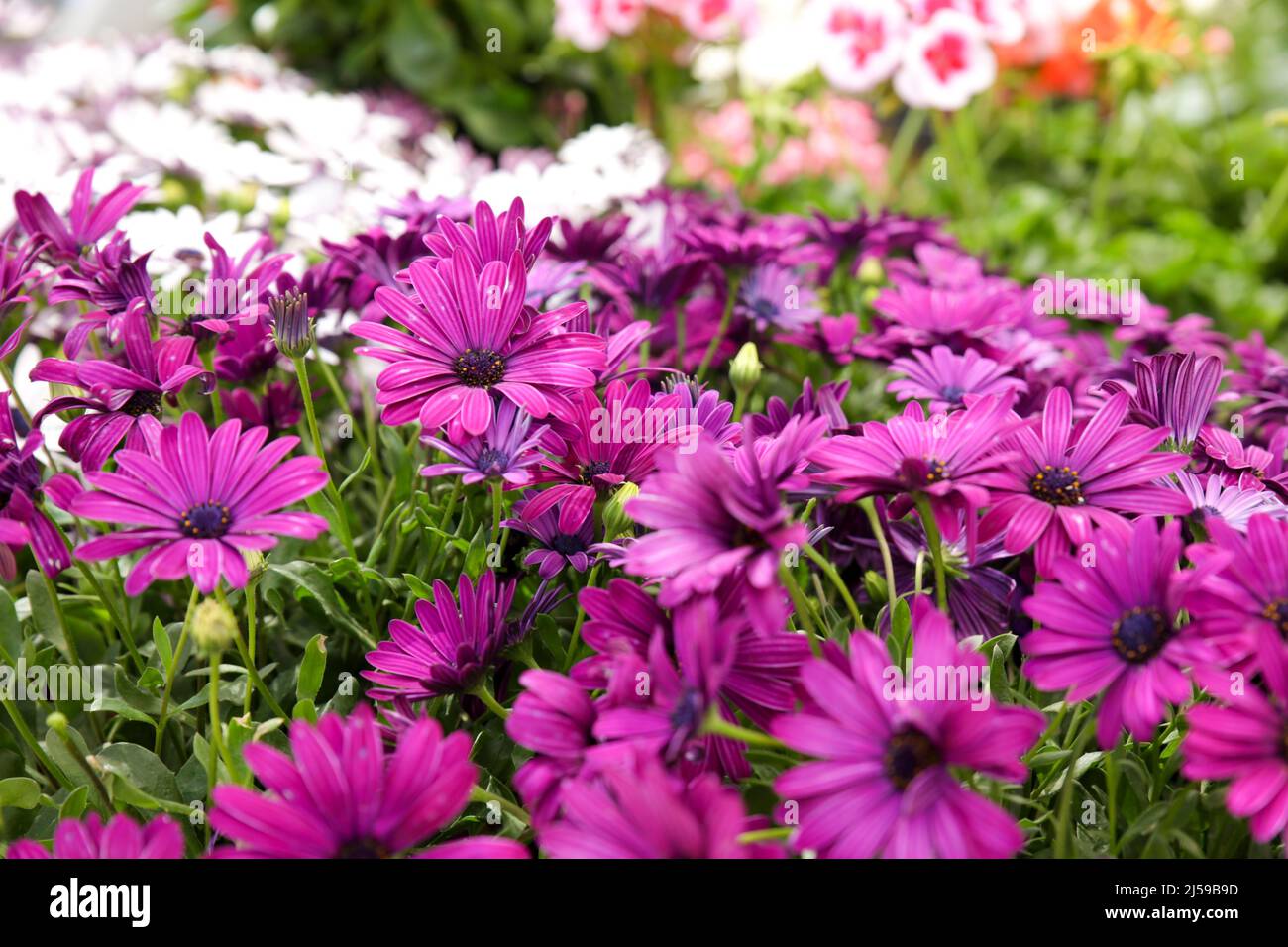 Colorful Osteospermum Ecklonis flowers in the garden Stock Photo - Alamy