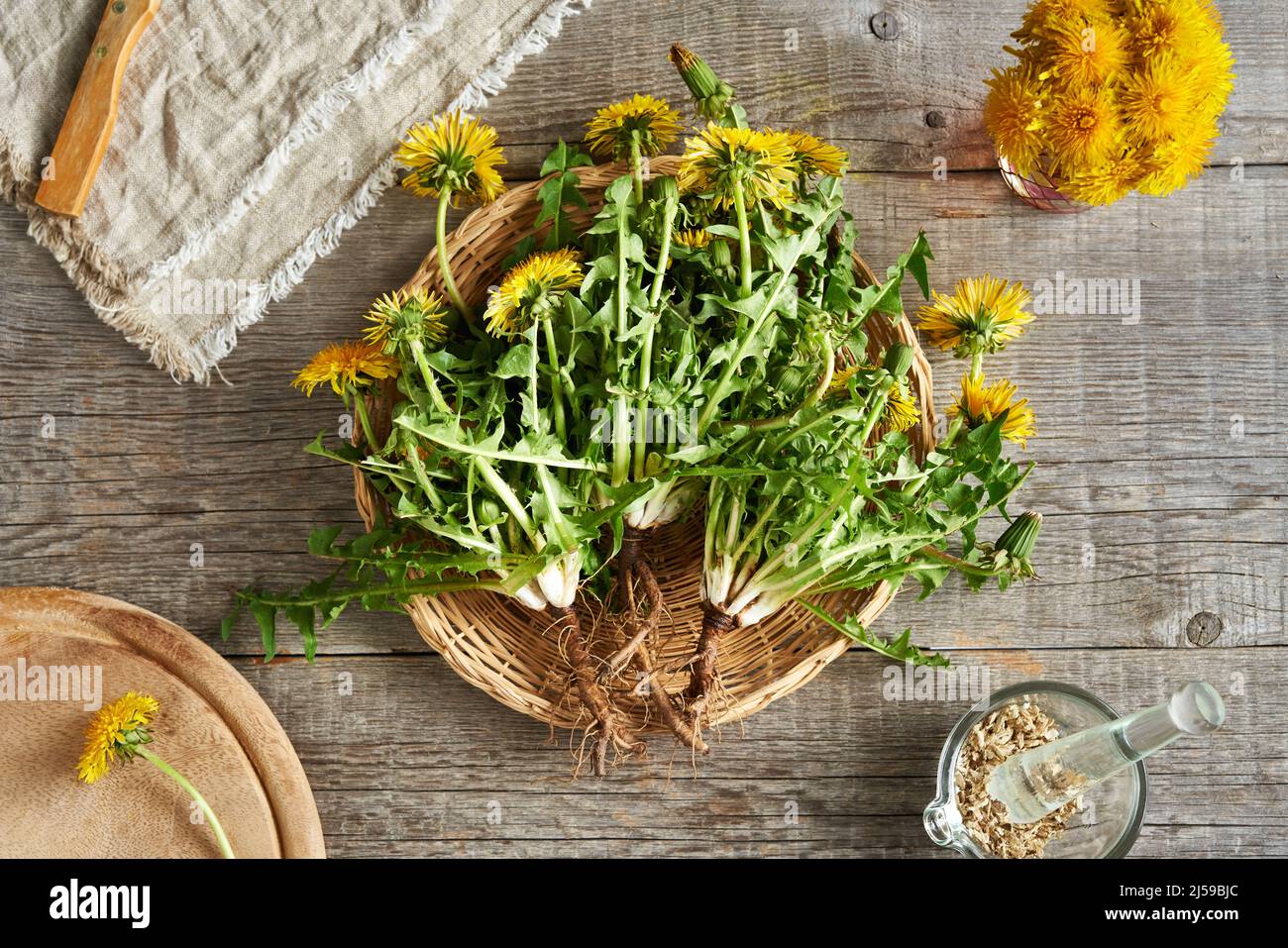 Whole dandelion plants with roots and flowers on a table in spring, top ...