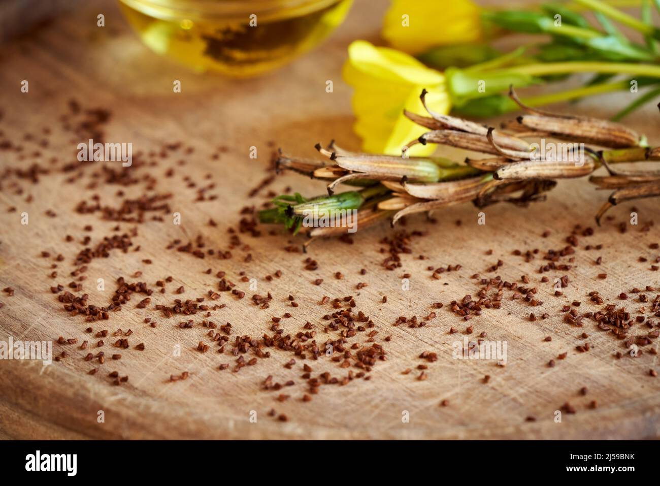 Evening primrose seeds on a table, with Oenothera biennis pods, flowers ...