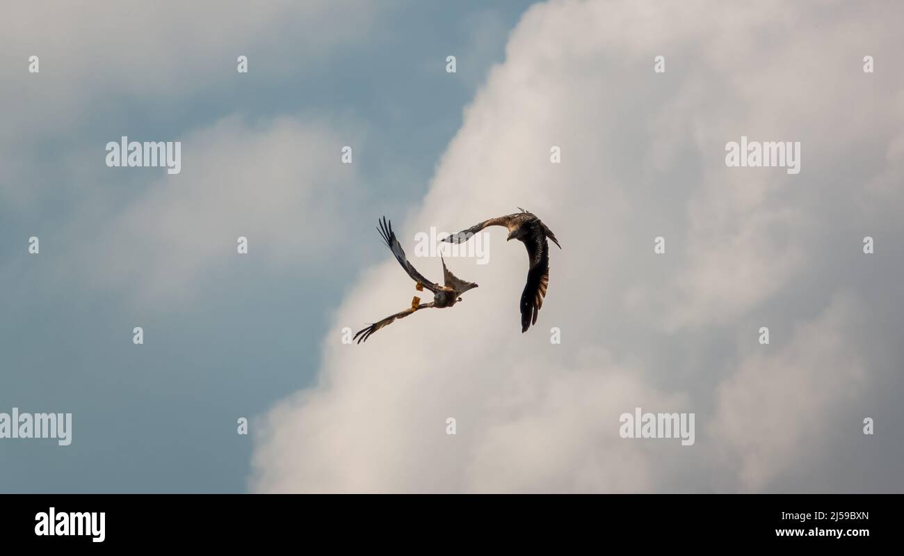 Pair red kites in flight hi-res stock photography and images - Alamy