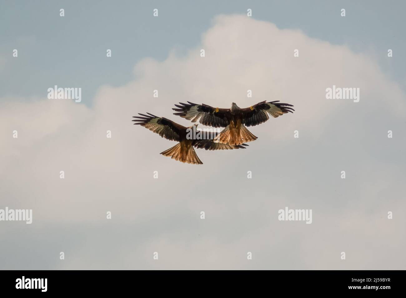 Pair red kites in flight hi-res stock photography and images - Alamy