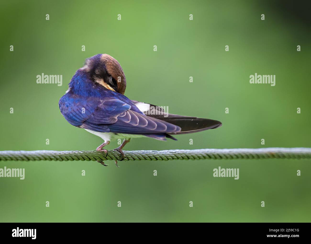 Nap pose hi-res stock photography and images - Alamy