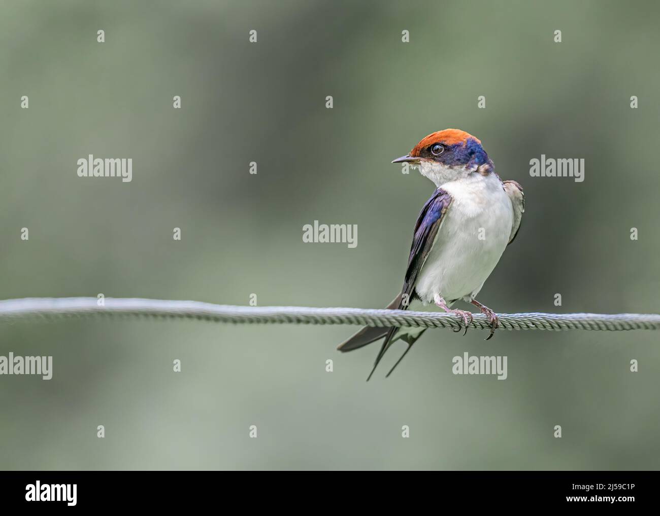 Wire Tail Swallow front look in a style Stock Photo - Alamy