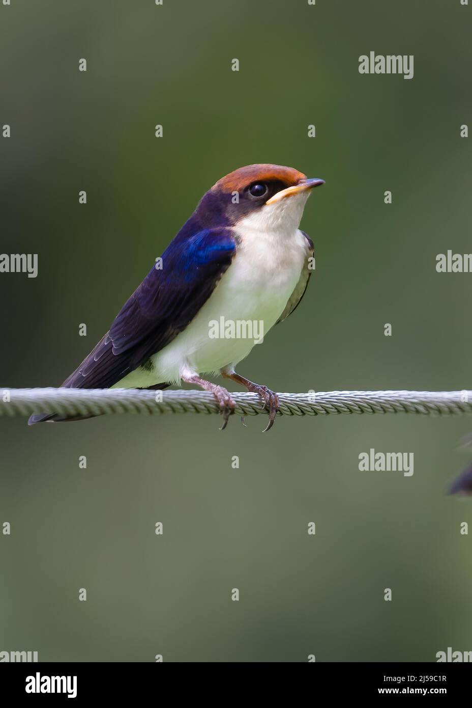 Swallow pose hi-res stock photography and images - Alamy