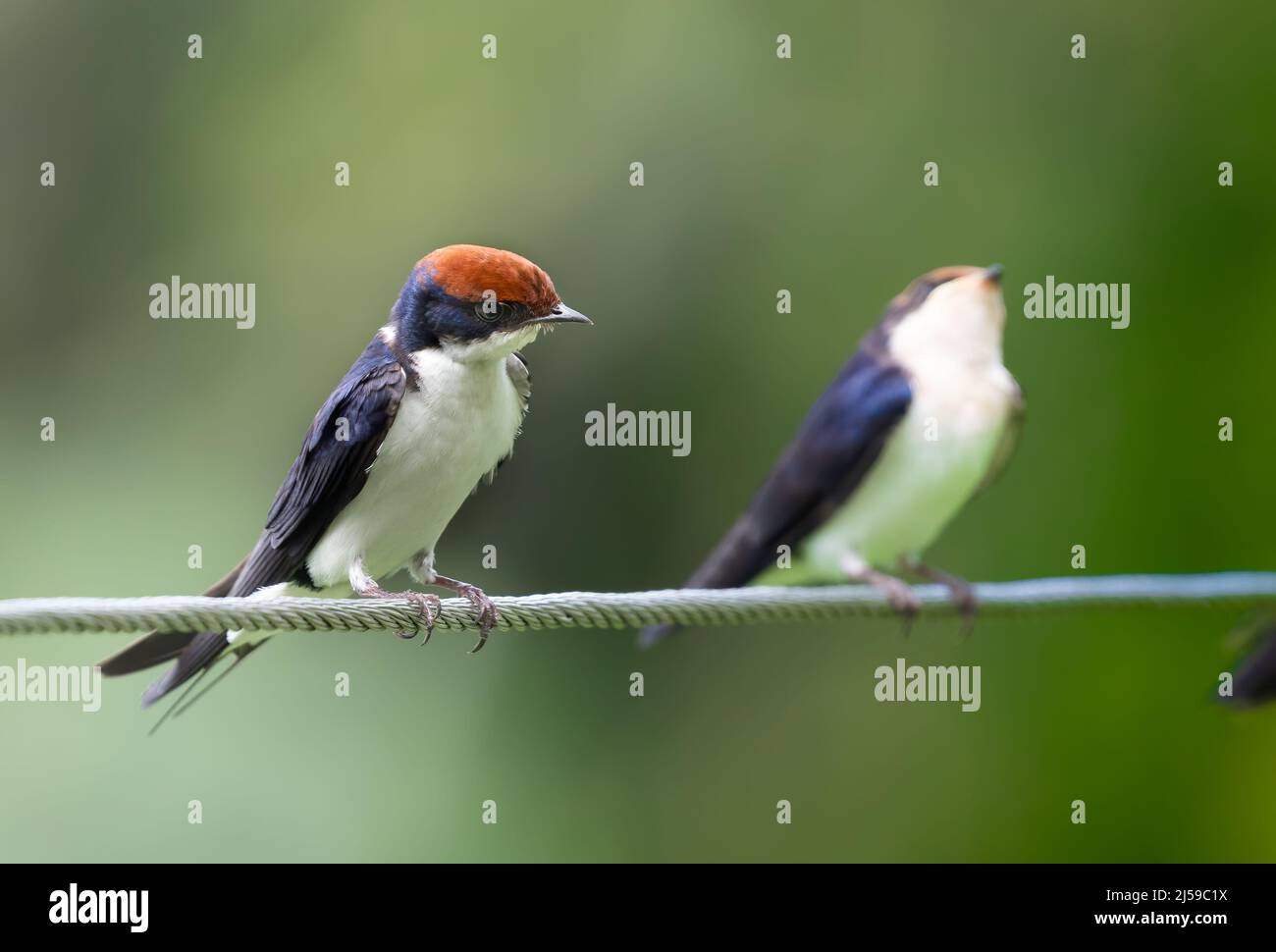 Wire Tail Swallow looking down for food from top Stock Photo - Alamy