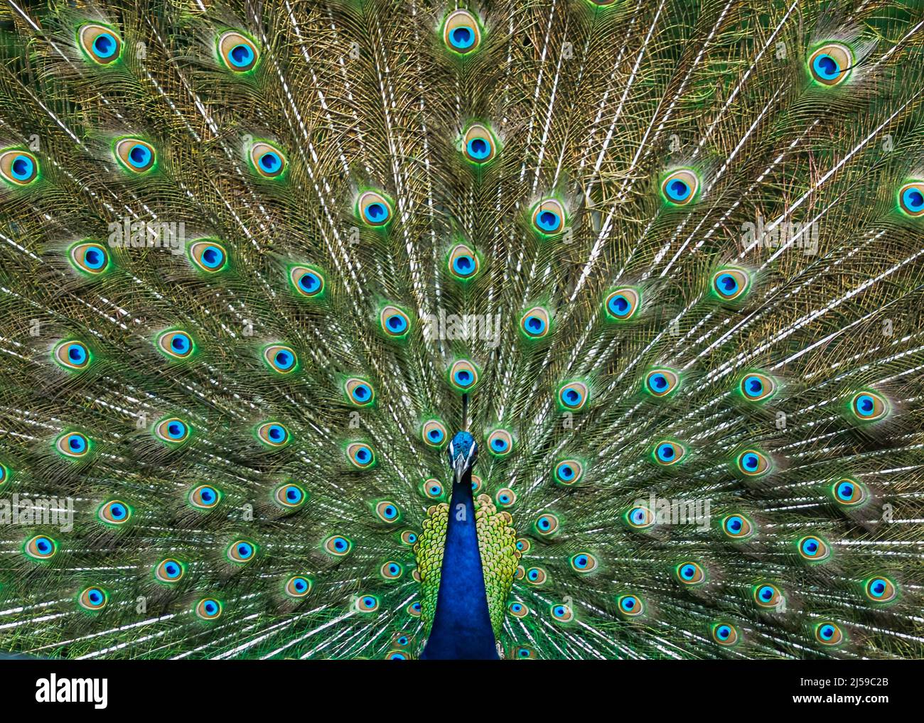 Peacock dancing open feathers hi-res stock photography and images - Alamy