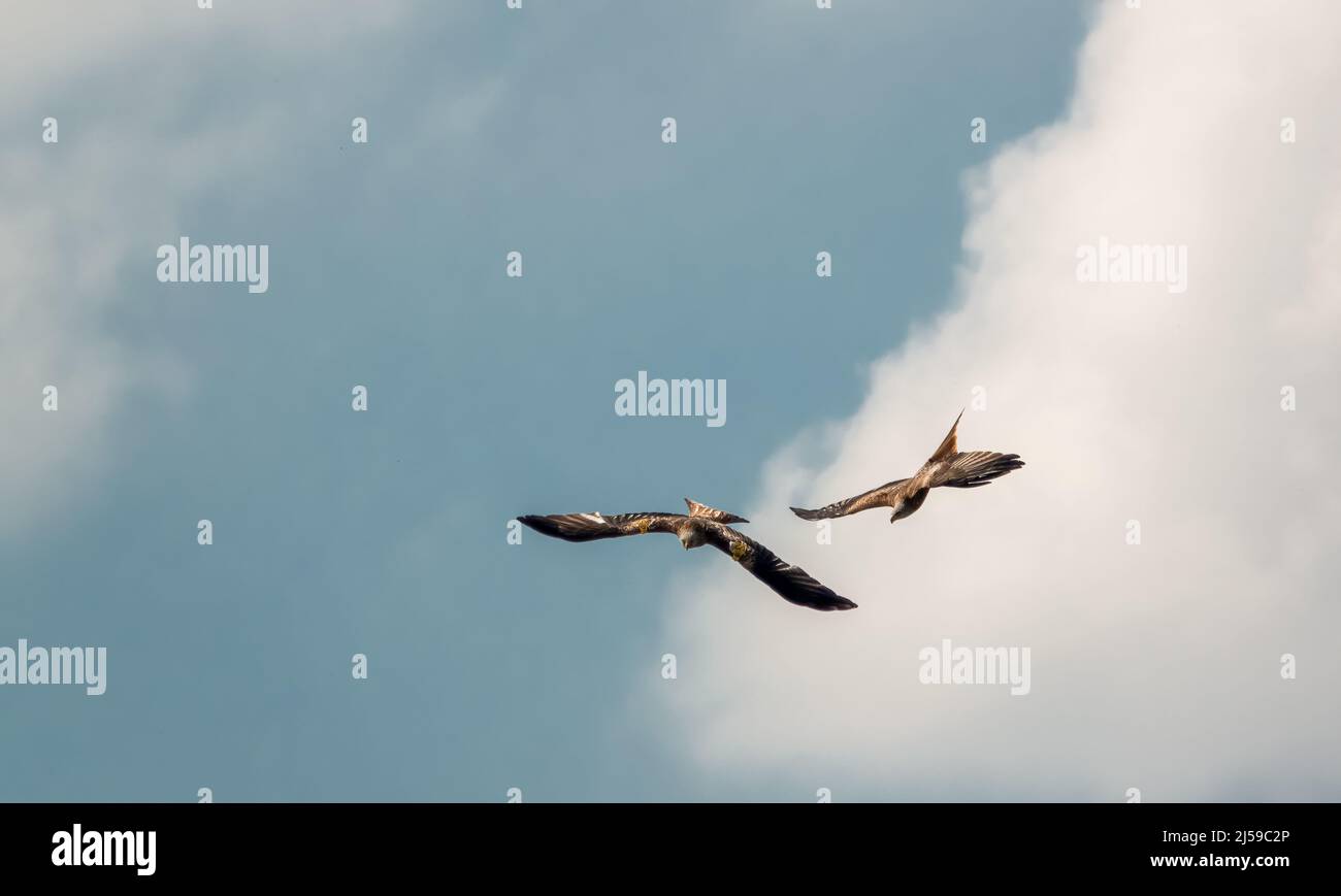 Pair red kites in flight hi-res stock photography and images - Alamy