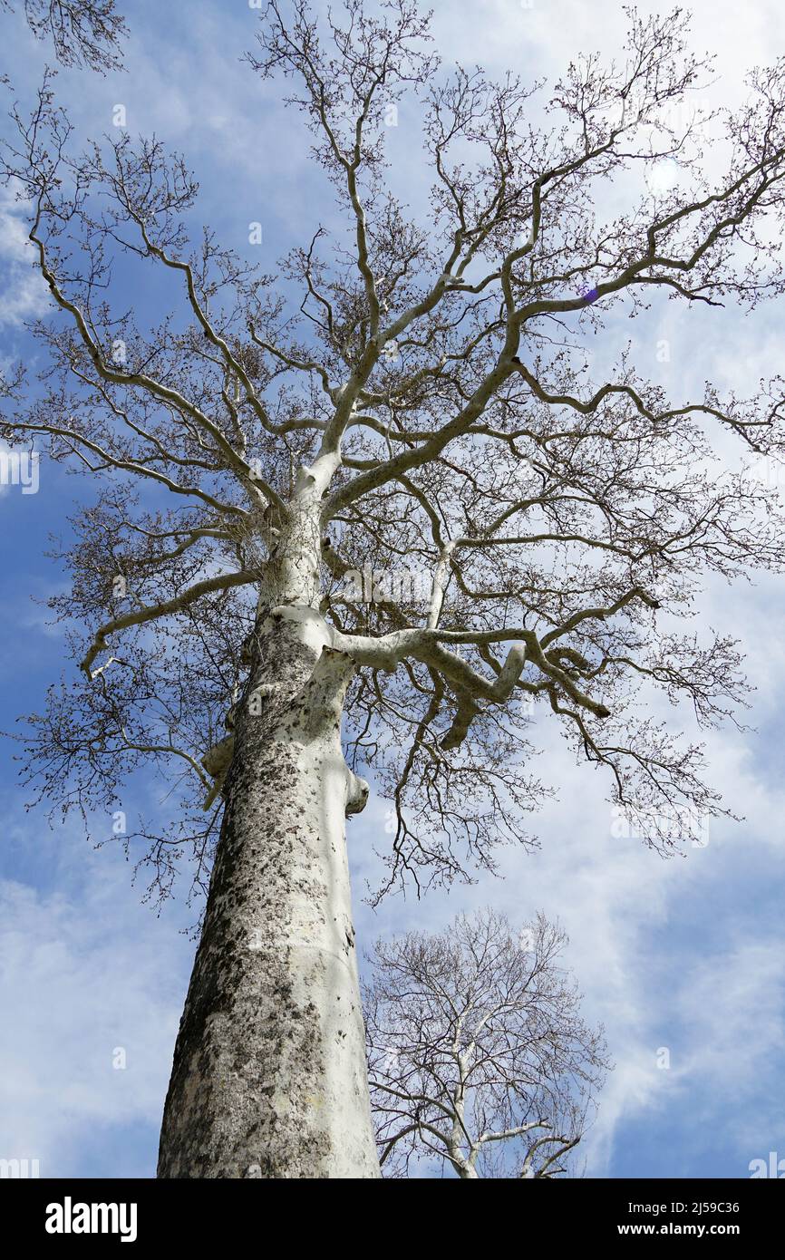 Azerbaijan tree hi-res stock photography and images - Alamy