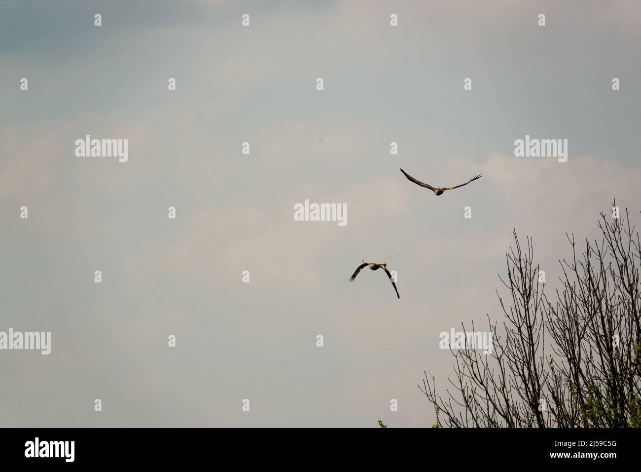Pair red kites in flight hi-res stock photography and images - Alamy