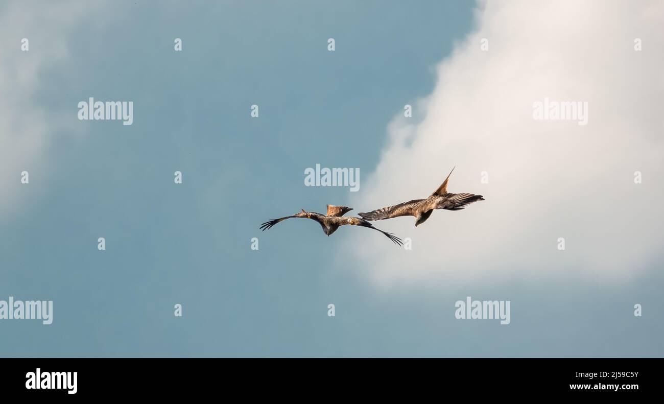 Pair red kites in flight hi-res stock photography and images - Alamy
