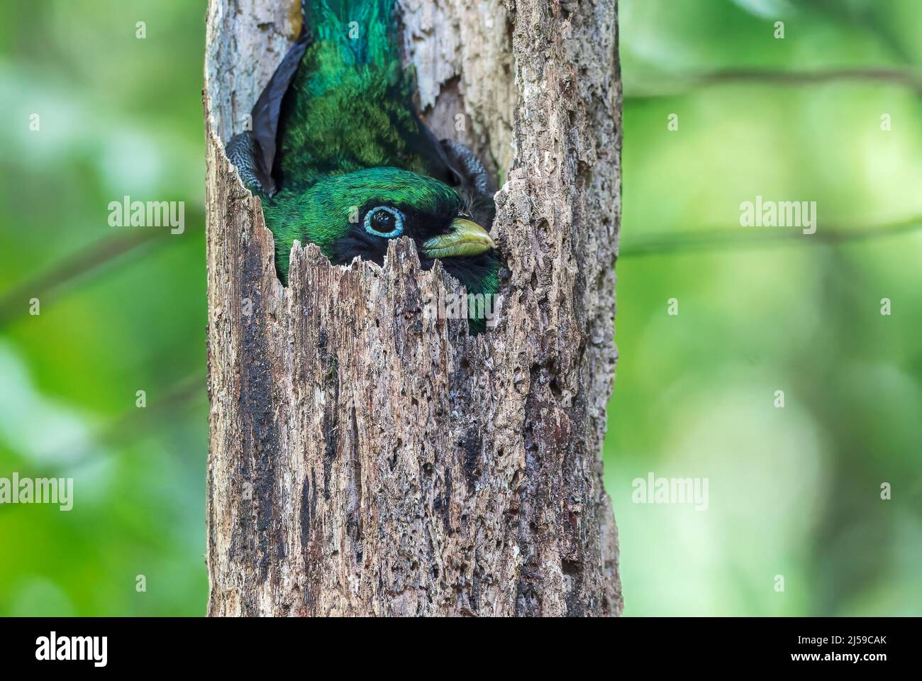 black-throated trogon or yellow-bellied trogon, Trogon rufus, single ...