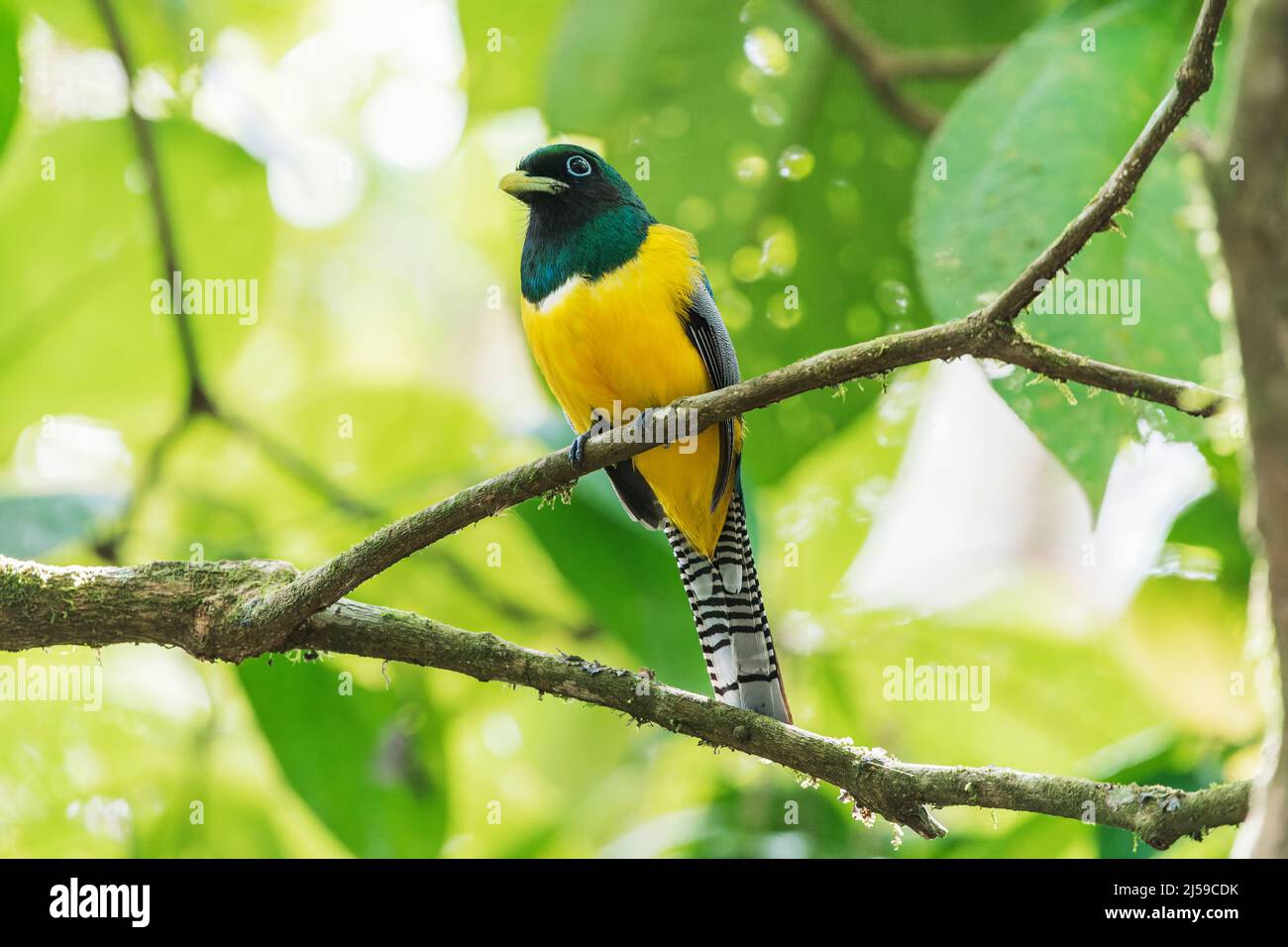black-throated trogon or yellow-bellied trogon, Trogon rufus, single ...