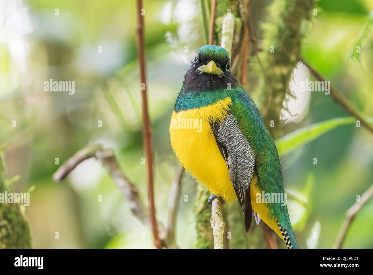 black-throated trogon or yellow-bellied trogon, Trogon rufus, single ...