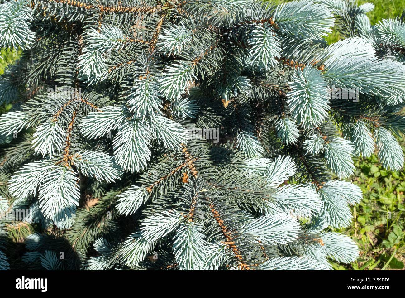 Pine branches with blue needles, close-up. Natural background of young ...