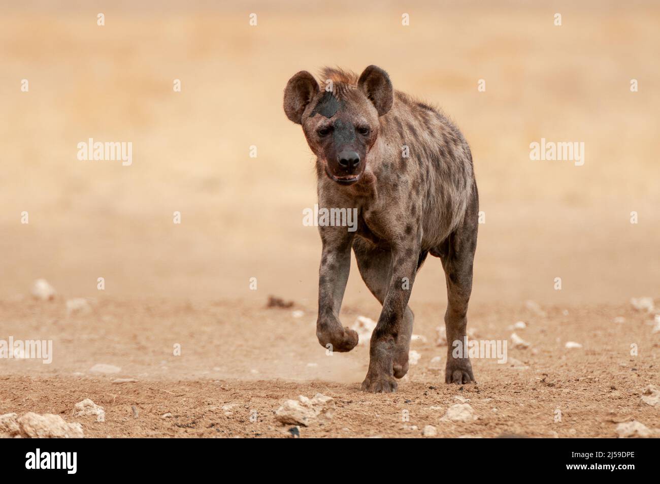 Semi arid savannas hi-res stock photography and images - Alamy