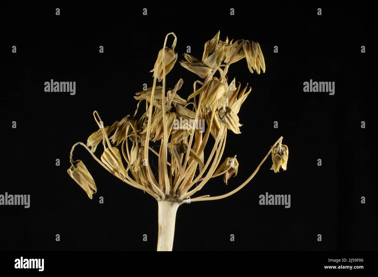 allium lily dried seed head isolated on a black background Stock Photo ...