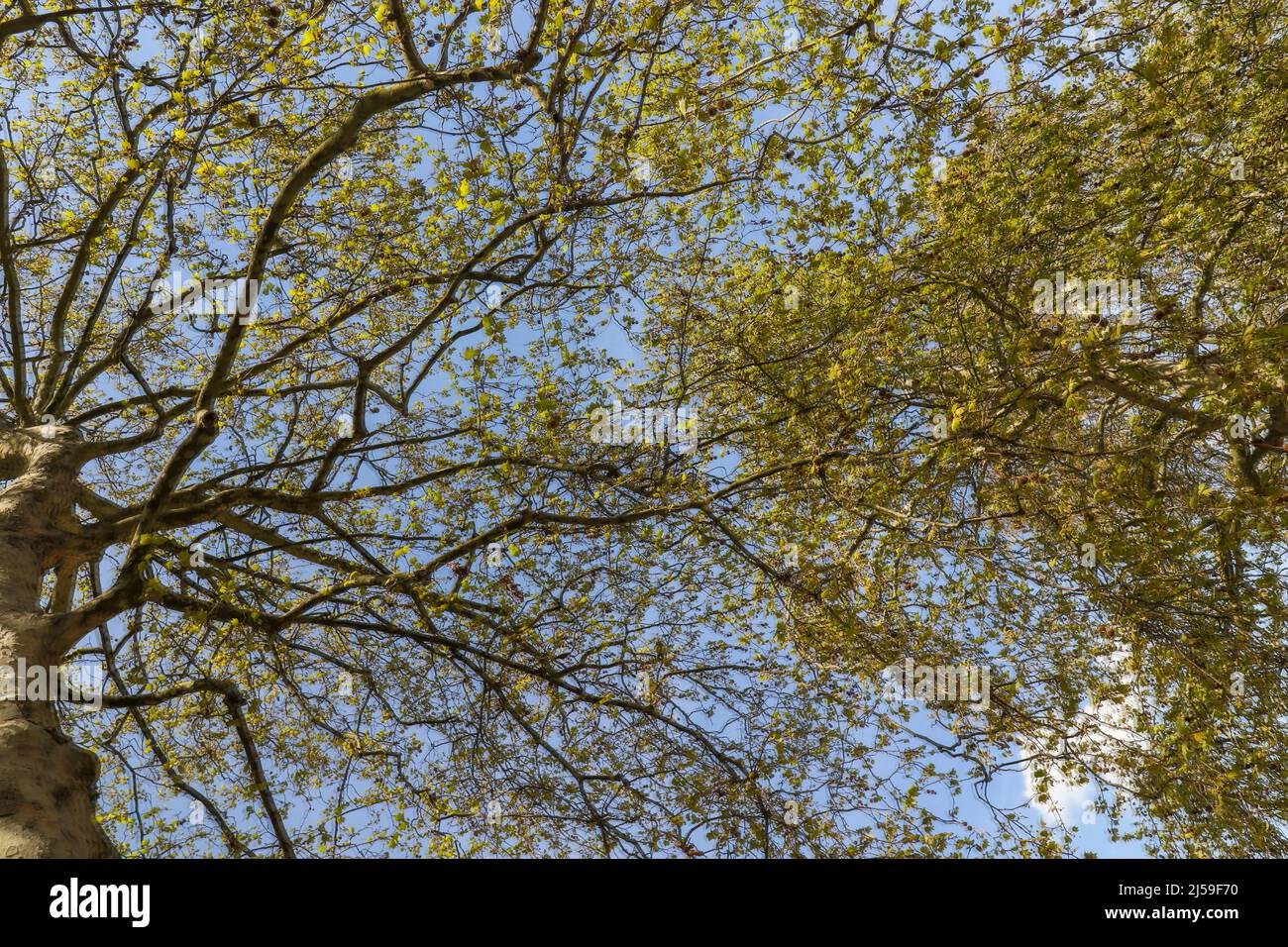Simple pleasures; looking up through a tree canopy and feeling the ...